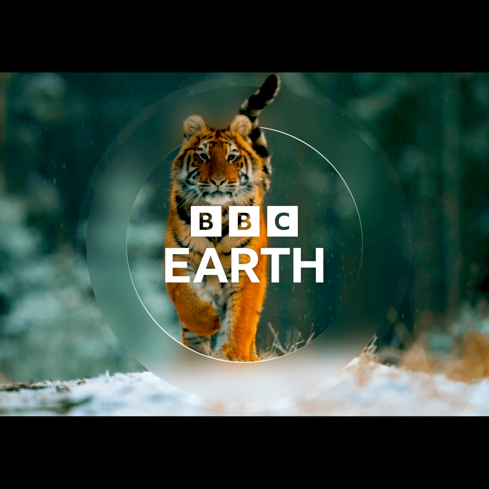 BBC EARTH: 보이는 그대로의 자연이 주인공이다 - 디자인 나침반
